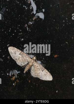 Oak-tree Pug (Eupithecia dodoneata Stock Photo - Alamy