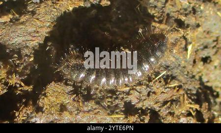 Long-jointed Beetles (Lagriinae Stock Photo - Alamy