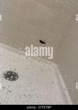 A scarlet malachite beetle (Malachius aeneus), invasive to North ...