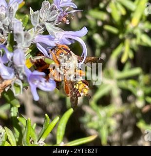 Rhodanthidium sticticum Spotted Red-Resin Bee Stock Photo - Alamy