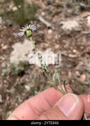 Hoary Fleabane (Erigeron canus Stock Photo - Alamy