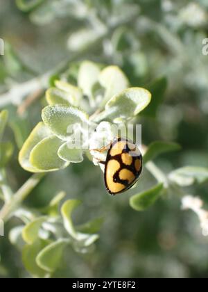 Lunate Lady Beetle (Cheilomenes lunata Stock Photo - Alamy