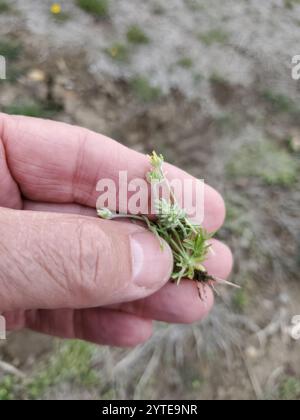 Curveseed Butterwort (Ceratocephala testiculata Stock Photo - Alamy