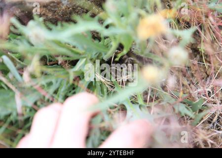 Modoc Hawksbeard (Crepis modocensis Stock Photo - Alamy