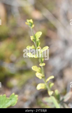 Mustard Flower Rust (Puccinia monoica Stock Photo - Alamy