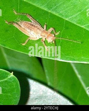 True Crickets and Allies (Grylloidea Stock Photo - Alamy