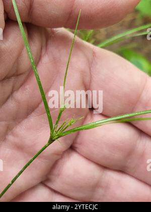 Baldwin's Flatsedge (Cyperus croceus Stock Photo - Alamy