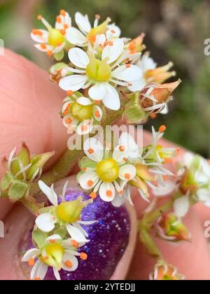 Western Saxifrage (Micranthes occidentalis Stock Photo - Alamy