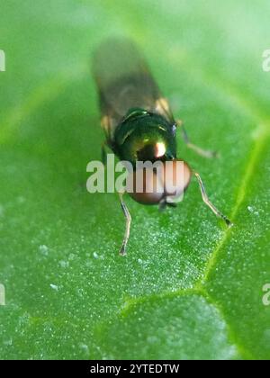 Black-horned Gem Fly (Microchrysa polita Stock Photo - Alamy