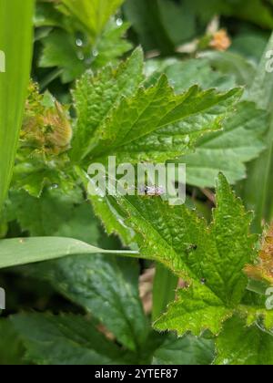 Common Hover Fly Parasitoid Wasp (Diplazon laetatorius) Insecta Stock ...