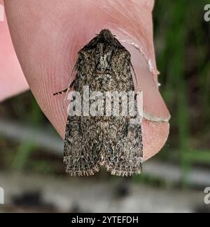 Glassy Cutworm Moth (Apamea devastator Stock Photo - Alamy