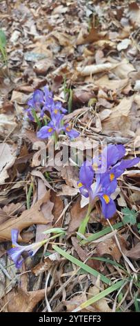 Dwarf Iris (Iris verna Stock Photo - Alamy