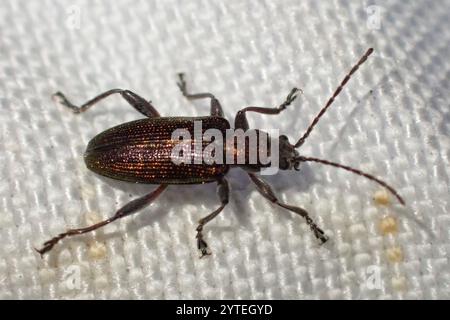 Grooved Leaf Beetle (Donacia semicuprea Stock Photo - Alamy