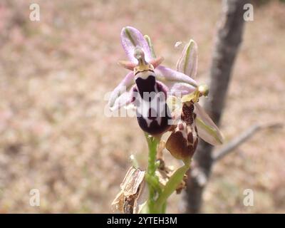 Diamond Orchid (Ophrys reinholdii Stock Photo - Alamy