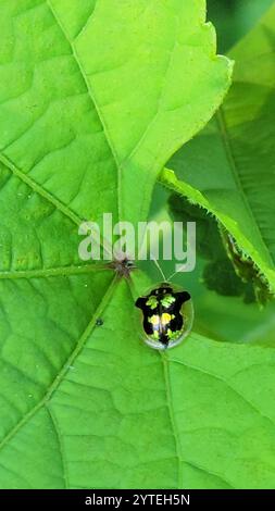 Mottled Tortoise Beetle (Deloyala guttata) Insecta Stock Photo - Alamy
