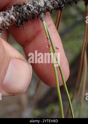 Interior Lodgepole Pine (Pinus contorta latifolia), Plantae, Frisco, CO ...