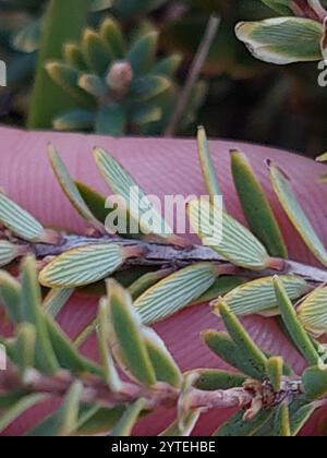 Colenso's mingimingi (Acrothamnus colensoi Stock Photo - Alamy