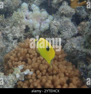 Indian Teardrop Butterflyfish (Chaetodon interruptus Stock Photo - Alamy