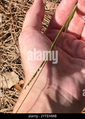 Thin Paspalum (Paspalum setaceum Stock Photo - Alamy