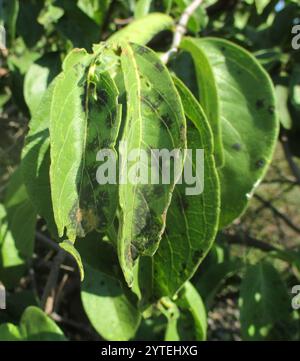 wild-medlar (Vangueria infausta Stock Photo - Alamy