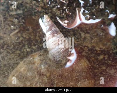 Threaded Bittium (Neostylidium eschrichtii Stock Photo - Alamy