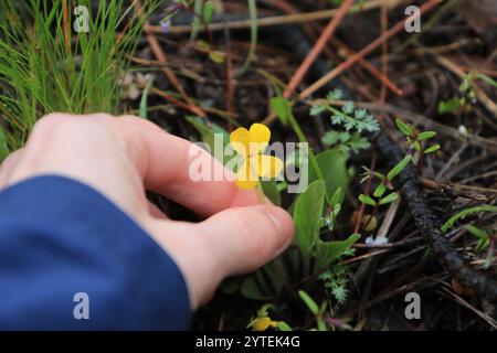 Baker's violet (Viola bakeri Stock Photo - Alamy