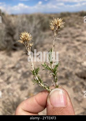 Greene's Rabbitbrush (Chrysothamnus greenei Stock Photo - Alamy