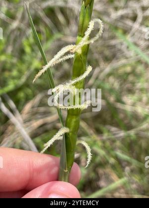 eastern gamagrass (Tripsacum dactyloides Stock Photo - Alamy