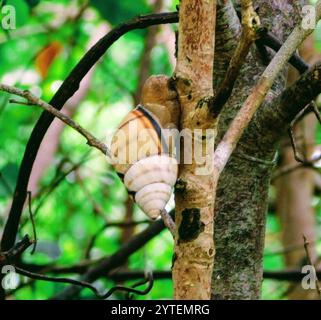 Banded Tree Snail (Orthalicus floridensis Stock Photo - Alamy