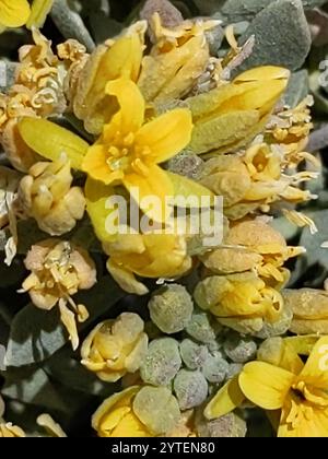 King Bladderpod (Physaria kingii Stock Photo - Alamy