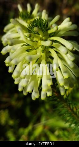 Bottle Green Heath (Erica sessiliflora) Herolds Bay Cliff Path Stock ...