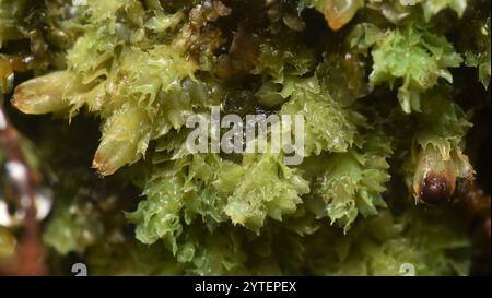 Jagged Notchwort (Schistochilopsis incisa Stock Photo - Alamy