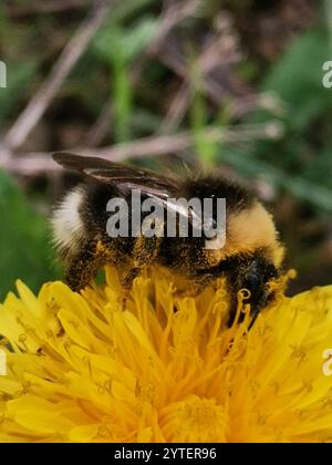 Bohemian Cuckoo Bumble bee (Bombus bohemicus Stock Photo - Alamy