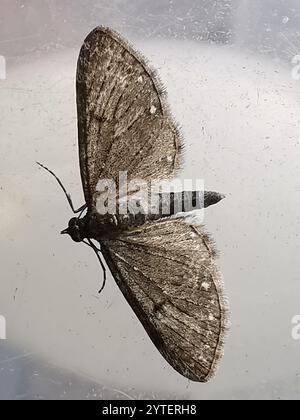 White-spotted Pug Moth (Eupithecia tripunctaria Stock Photo - Alamy