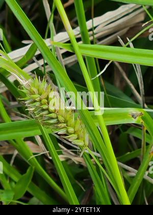 Cherokee sedge (Carex cherokeensis Stock Photo - Alamy