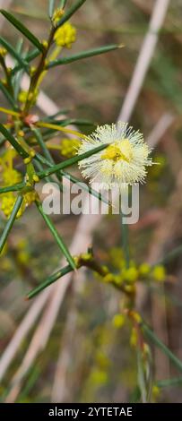 Spreading Wattle (Acacia genistifolia Stock Photo - Alamy