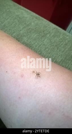 Wall Spider (Oecobius navus Stock Photo - Alamy