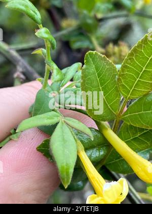 Italian Jasmine (Chrysojasminum humile Stock Photo - Alamy
