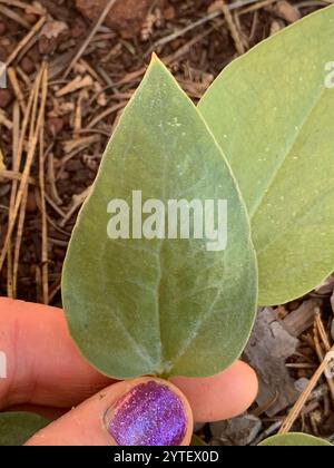 brook wakerobin (Pseudotrillium rivale Stock Photo - Alamy