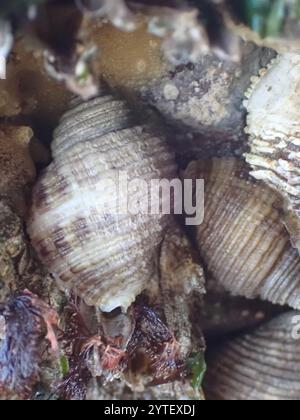 Channeled Dog Winkle (Nucella canaliculata Stock Photo - Alamy