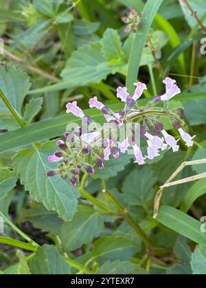 Piccadill (Orthosiphon suffrutescens Stock Photo - Alamy