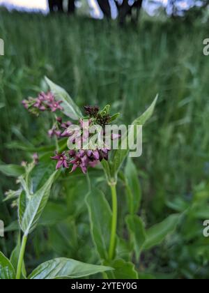 European swallow-wort (Vincetoxicum rossicum) Plantae Stock Photo - Alamy
