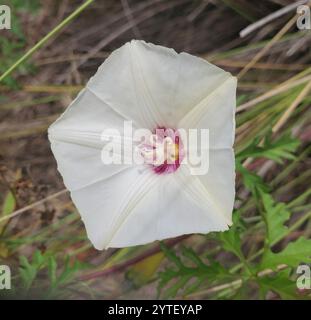 Alamo vine (Distimake dissectus Stock Photo - Alamy