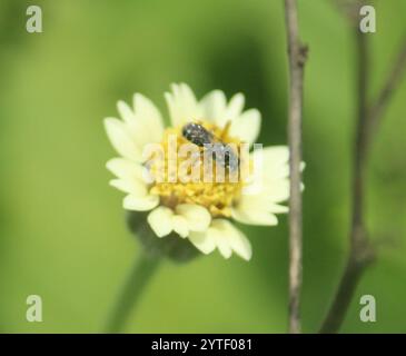 Striped Small Carpenter Bees (Ceratinidia Stock Photo - Alamy