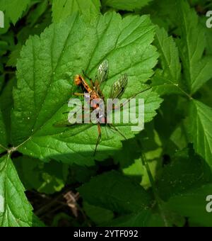Antlered Crane Fly (Tanyptera dorsalis Stock Photo - Alamy
