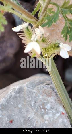 Flat-fruited Orlaya (Orlaya daucoides Stock Photo - Alamy