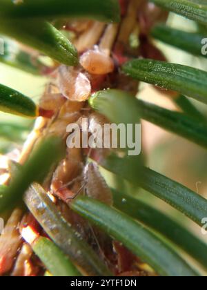 Giant Conifer Aphids (Cinara Stock Photo - Alamy