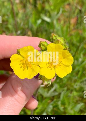 slender cinquefoil (Potentilla gracilis Stock Photo - Alamy