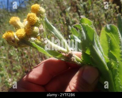 San Gabriel ragwort (Senecio astephanus Stock Photo - Alamy