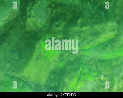 Chlorophycean green algae (Chlorophyceae Stock Photo - Alamy